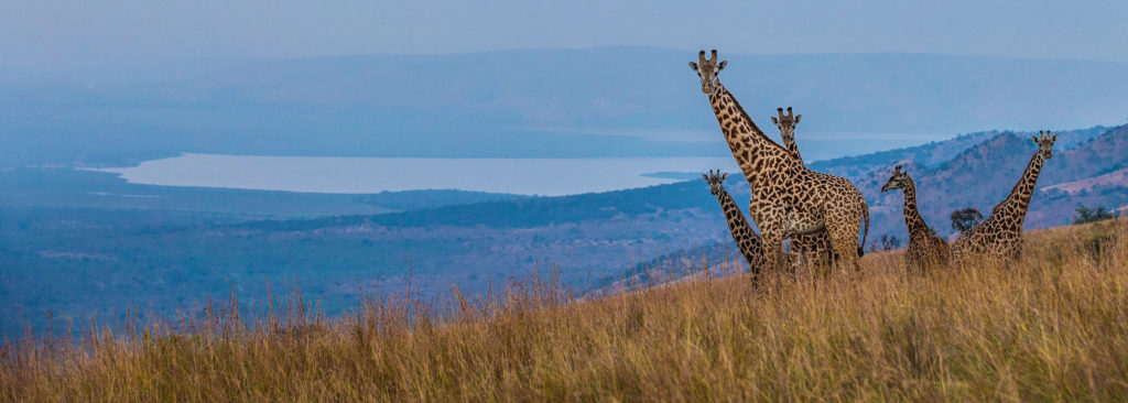 Akagera National Park - Tour and Travel Centre